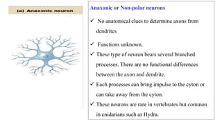 Nervous sytem and its divisions: Neuro Anatomy | PPTX