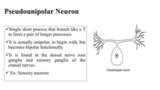 Nervous sytem and its divisions: Neuro Anatomy | PPTX