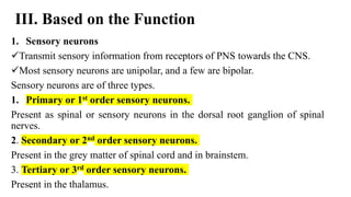 Nervous sytem and its divisions: Neuro Anatomy | PPTX