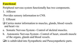 Nervous sytem and its divisions: Neuro Anatomy | PPTX