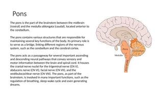 NEUROANATOMY In anatomy detailed ppt.pptx