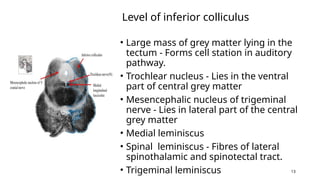 Neuroanatomy- Anatomy brainstem and function LK.pptx