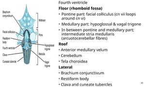 Neuroanatomy- Anatomy brainstem and function LK.pptx