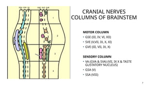 Neuroanatomy- Anatomy brainstem and function LK.pptx