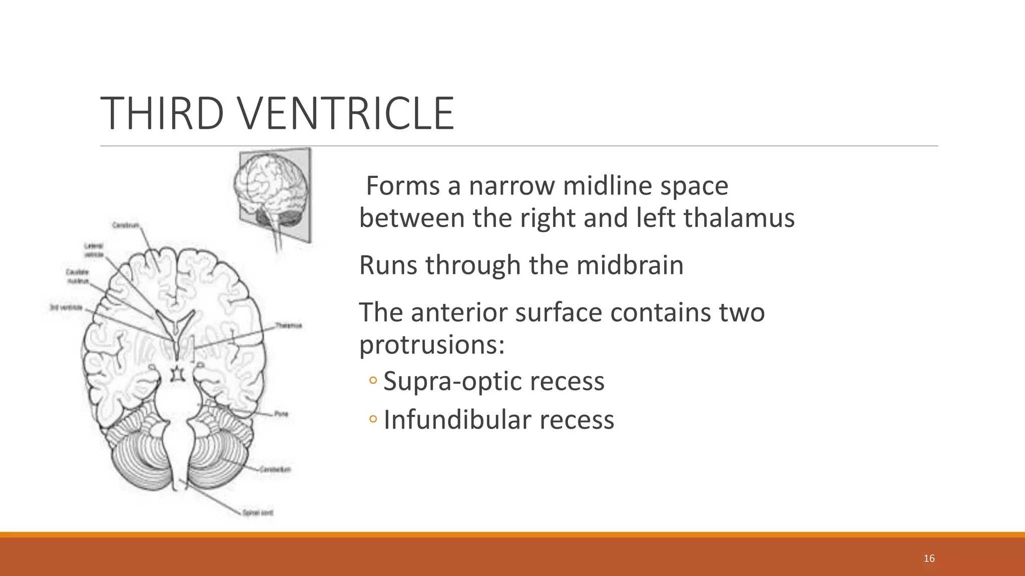 Neuroanatomy i | PPTX