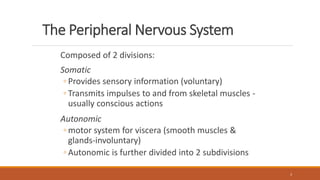 Neuroanatomy i | PPTX