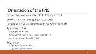 Neuroanatomy i | PPTX