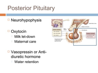 Neuroanatomy%20%28 orientation%2c%20forebrain%290 | PPT