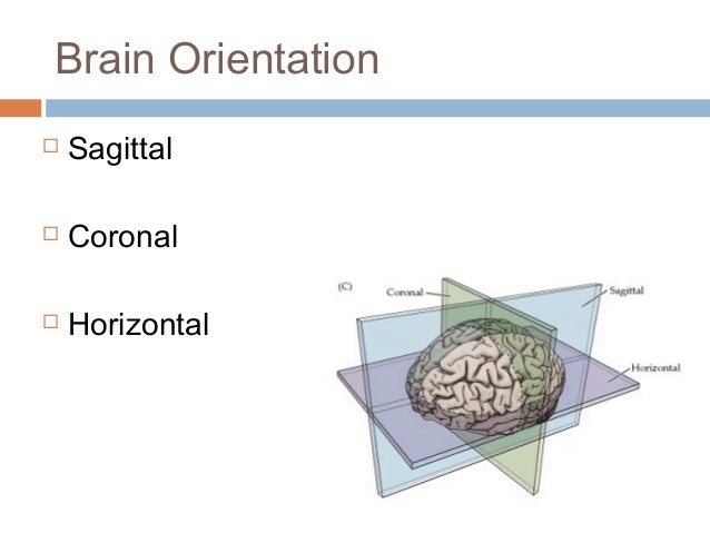 Neuroanatomy%20%28 orientation%2c%20forebrain%290