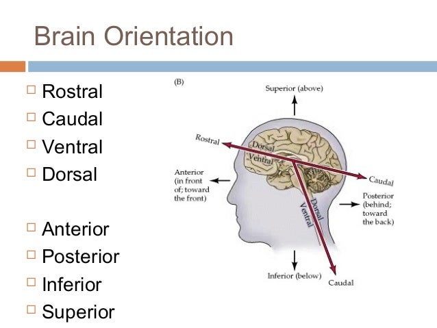 Neuroanatomy%20%28 orientation%2c%20forebrain%290