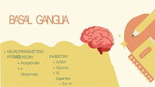 neuroanatomy midterm lecture 3 basal ganglia | PPTX