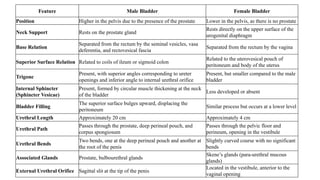 NEUROANATOMY AND APPLIED ANATOMY OF BLADDER.pptx