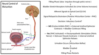 NEUROANATOMY AND APPLIED ANATOMY OF BLADDER.pptx