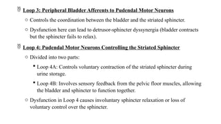 NEUROANATOMY AND APPLIED ANATOMY OF BLADDER.pptx