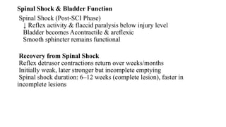 NEUROANATOMY AND APPLIED ANATOMY OF BLADDER.pptx