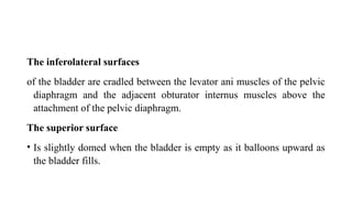 NEUROANATOMY AND APPLIED ANATOMY OF BLADDER.pptx