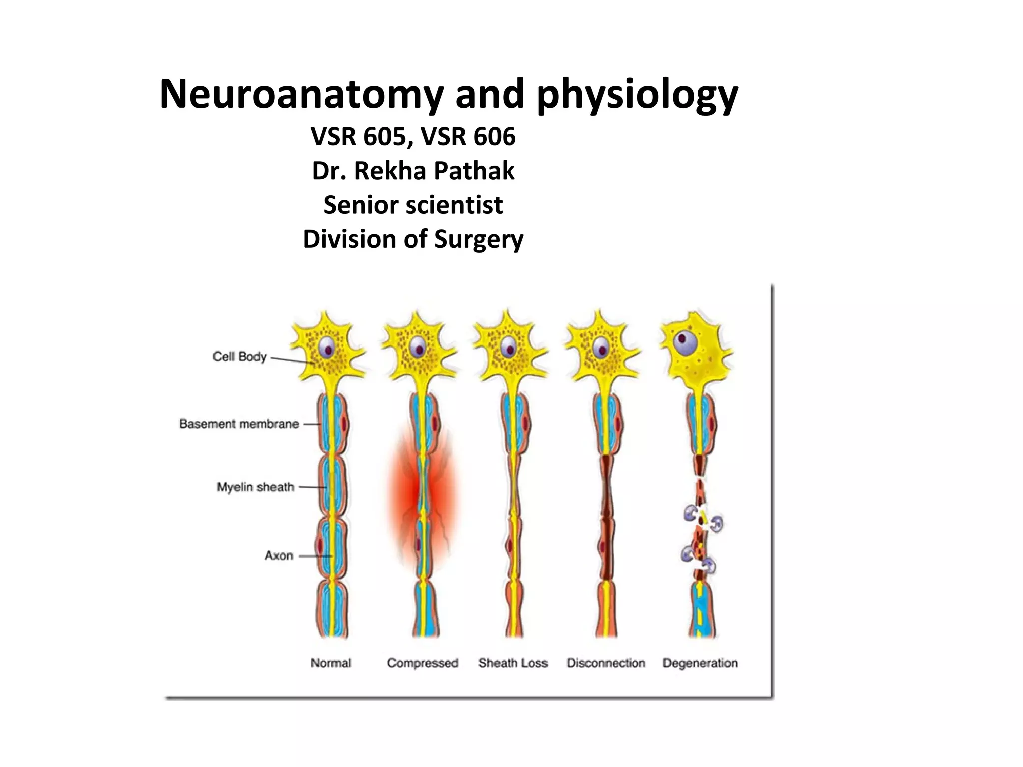 Neuroanatomy and physiology | PPT