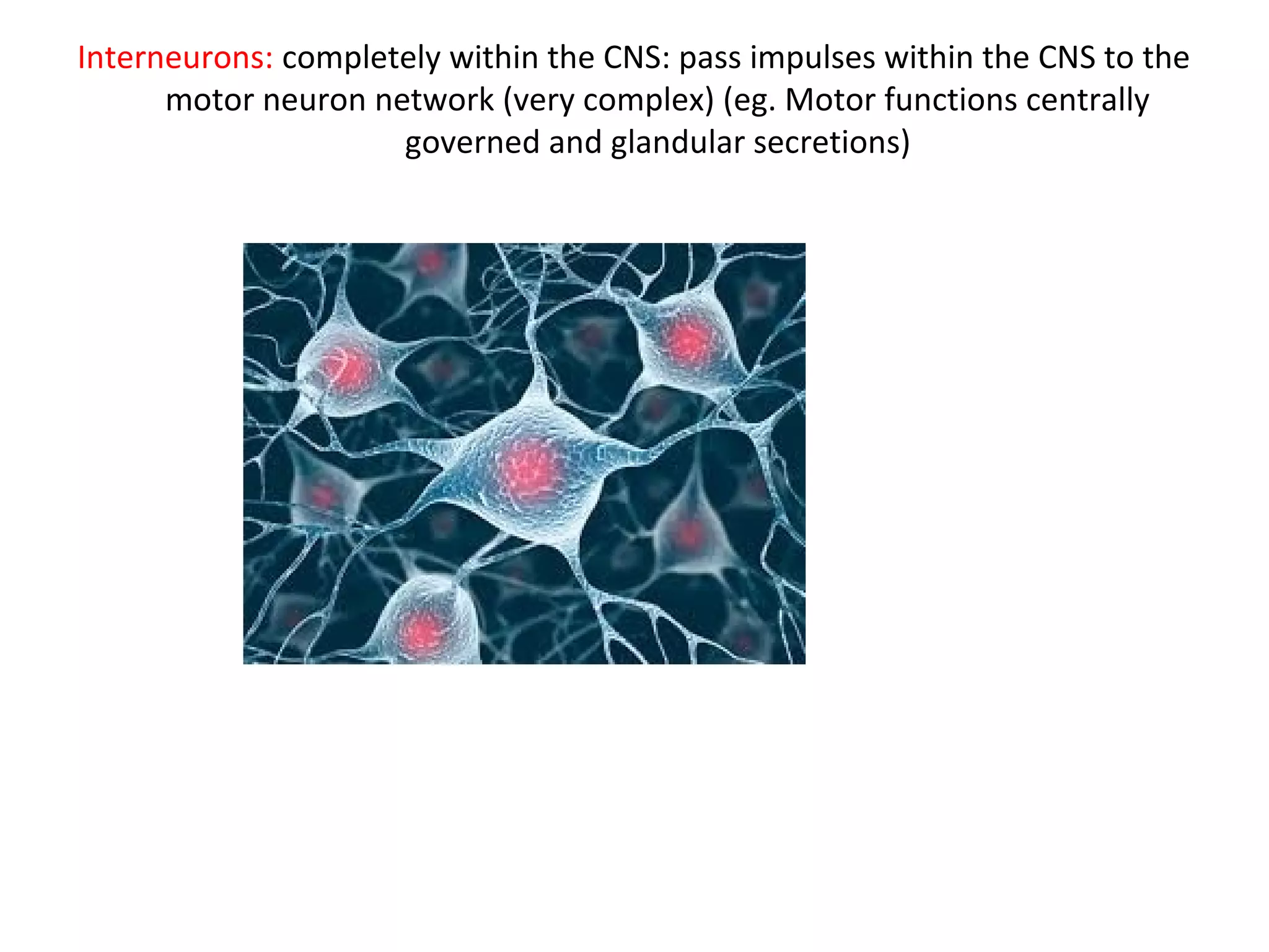 Neuroanatomy and physiology | PPT