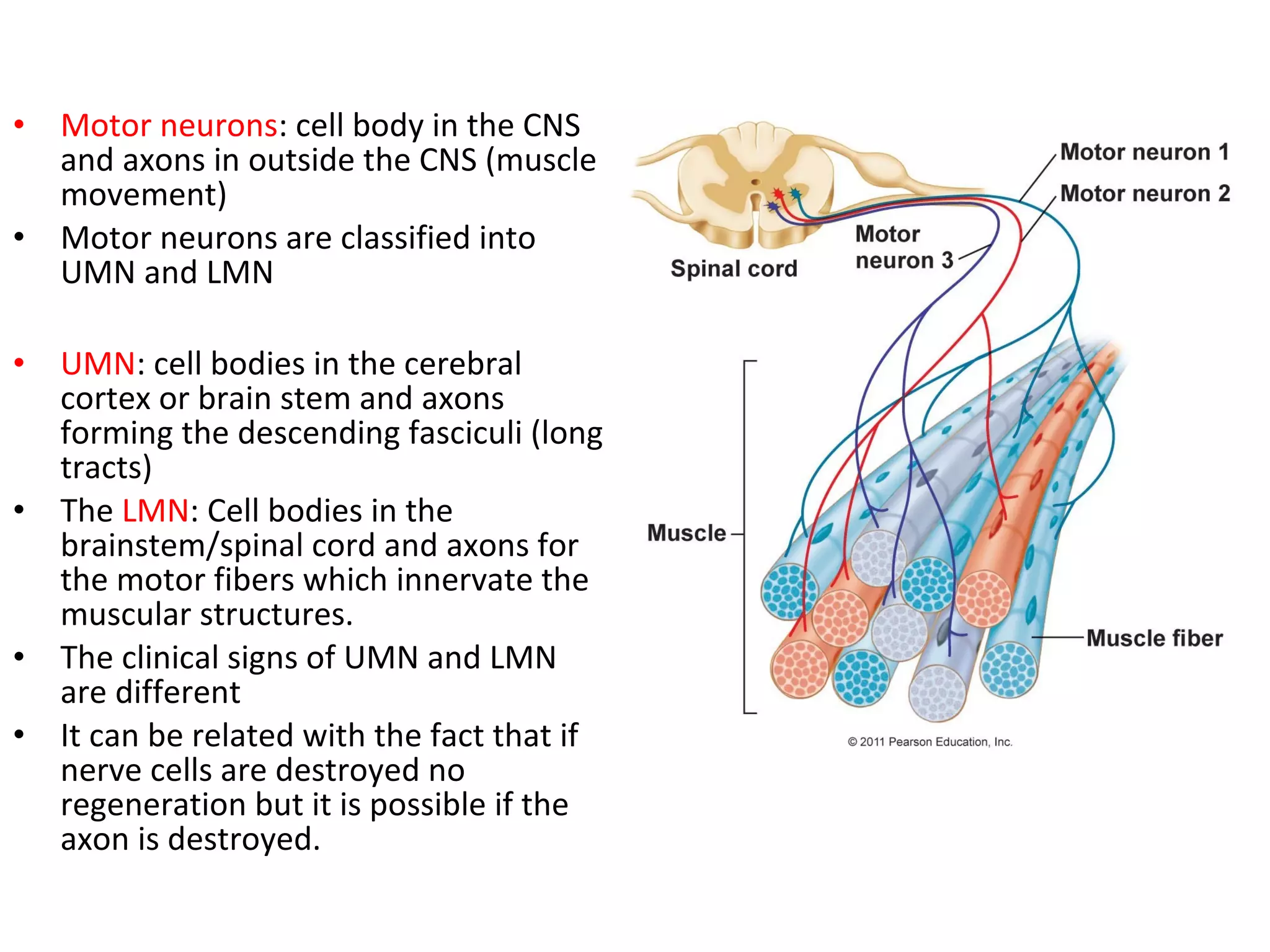 Neuroanatomy and physiology | PPT