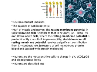 Neuroanatomy and physiology | PPT
