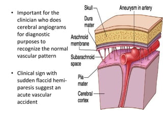 Neuroanatomy and physiology | PPT