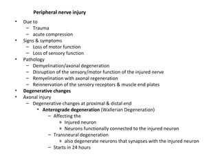 Neuroanatomy and physiology | PPT