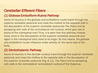 Neuroanatomy Cerebellum-5 (Muhadharaty).pdf