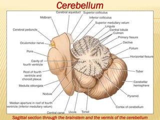 Neuroanatomy Cerebellum-5 (Muhadharaty).pdf