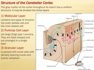 Neuroanatomy Cerebellum-5 (Muhadharaty).pdf