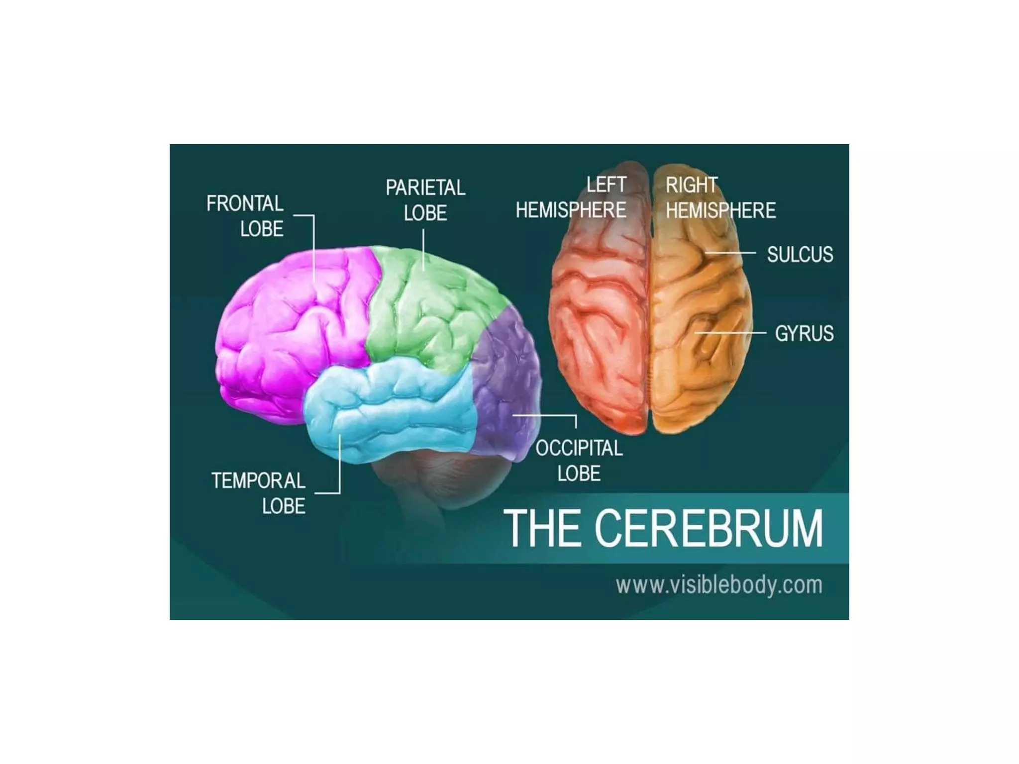 Neuroanatomy Cerebrum summary slide.pptx
