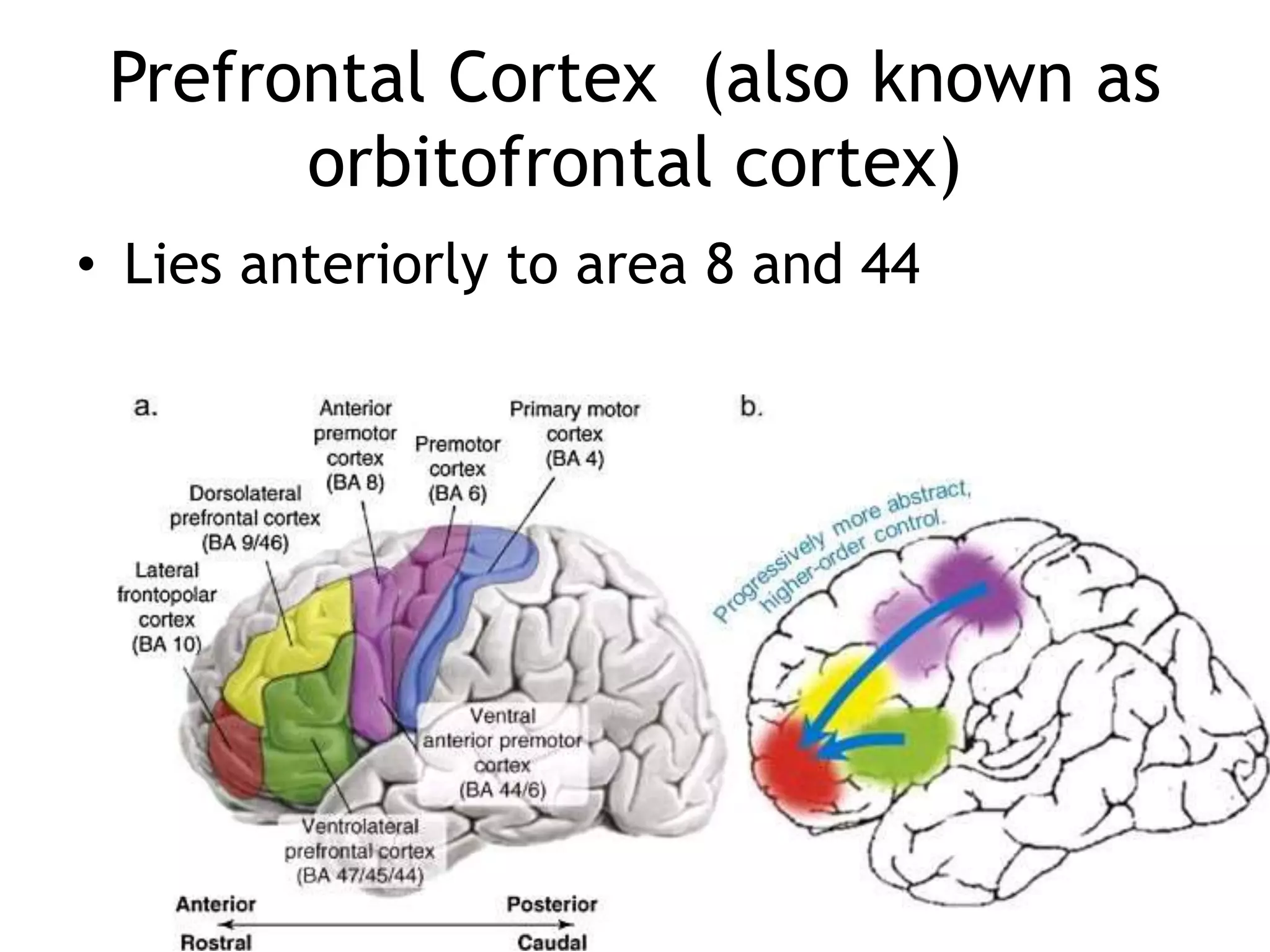 Neuroanatomy Cerebrum summary slide.pptx