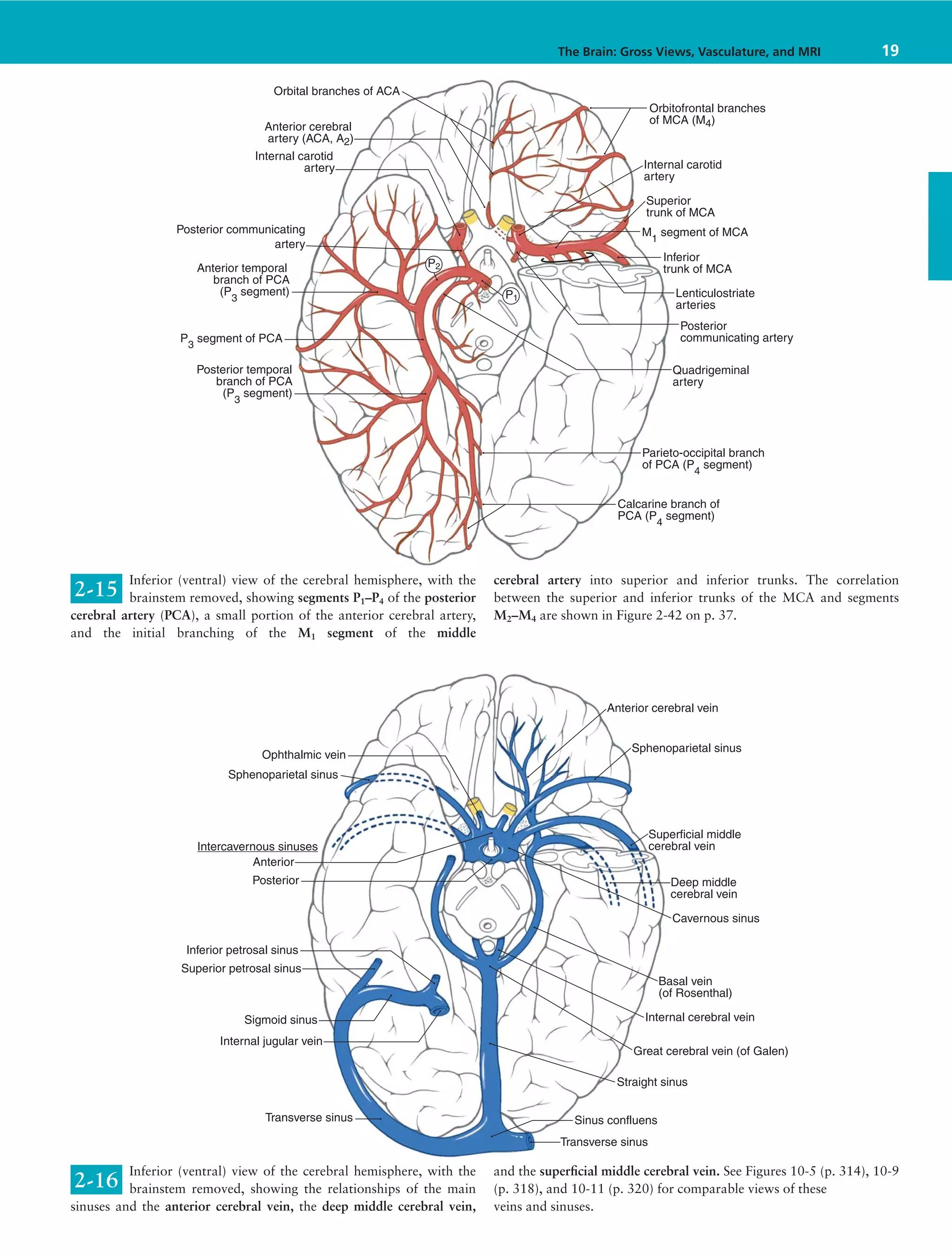 Neuroanatomy in Clinical Context -1 Duane E. Haines (9th Edition).pdf