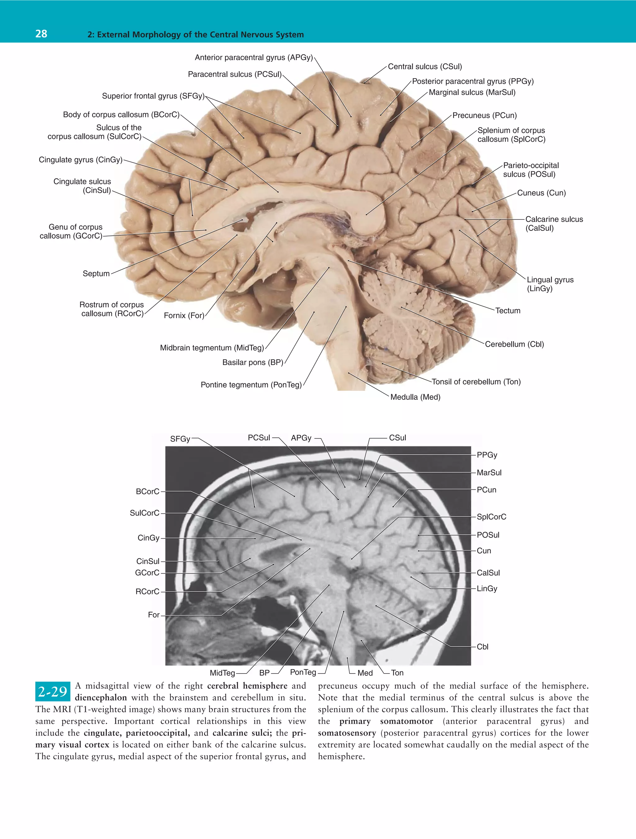 Neuroanatomy in Clinical Context -1 Duane E. Haines (9th Edition).pdf