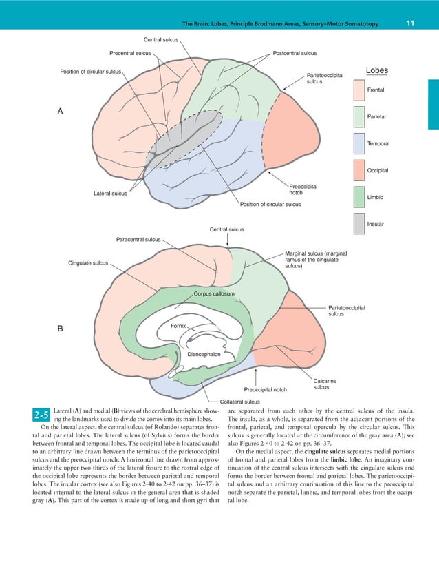 Neuroanatomy in Clinical Context -1 Duane E. Haines (9th Edition).pdf ...