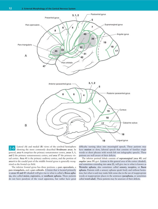 Neuroanatomy in Clinical Context -1 Duane E. Haines (9th Edition).pdf ...
