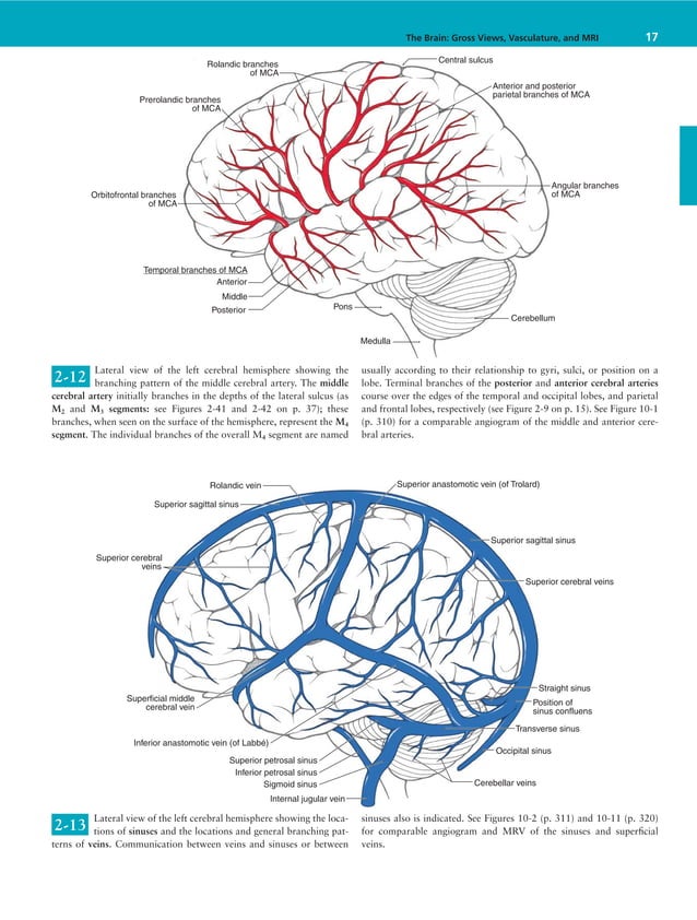 Neuroanatomy in Clinical Context -1 Duane E. Haines (9th Edition).pdf ...