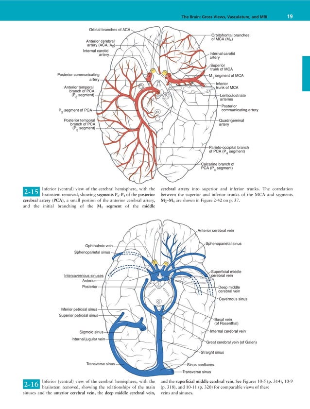 Neuroanatomy in Clinical Context -1 Duane E. Haines (9th Edition).pdf ...