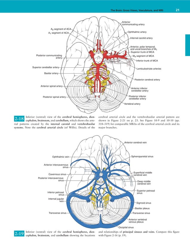 Neuroanatomy in Clinical Context -1 Duane E. Haines (9th Edition).pdf ...
