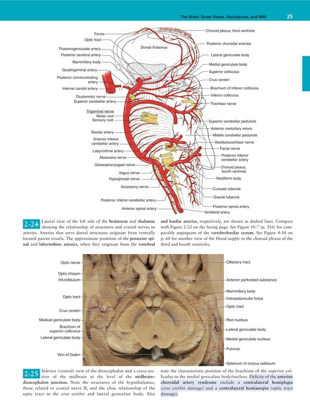 Neuroanatomy in Clinical Context -1 Duane E. Haines (9th Edition).pdf ...