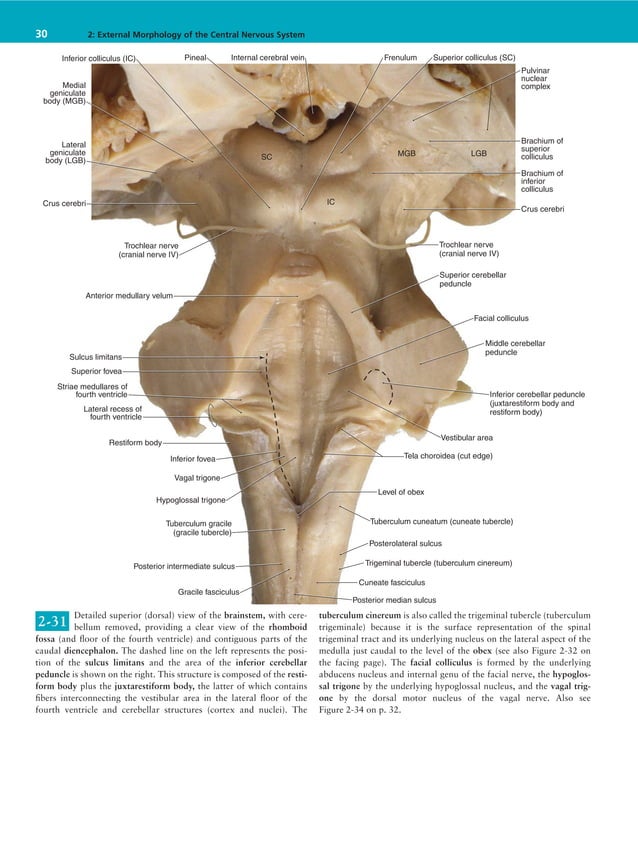 Neuroanatomy in Clinical Context -1 Duane E. Haines (9th Edition).pdf ...