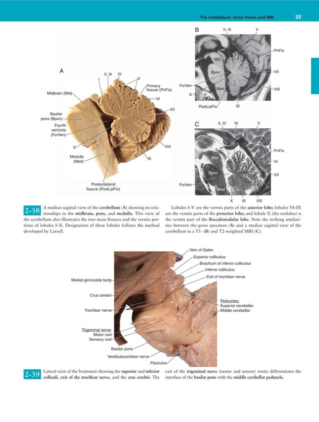 Neuroanatomy in Clinical Context -1 Duane E. Haines (9th Edition).pdf ...