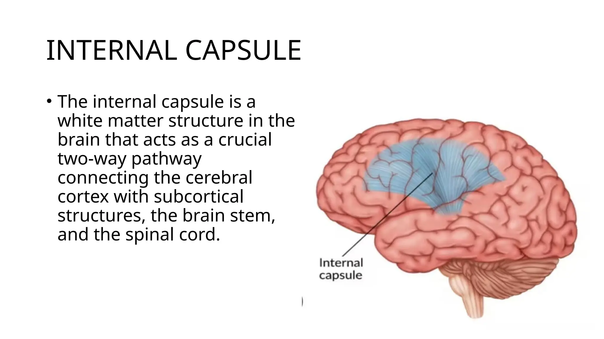 NEUROANATOMY (Internal capsule) .pptx