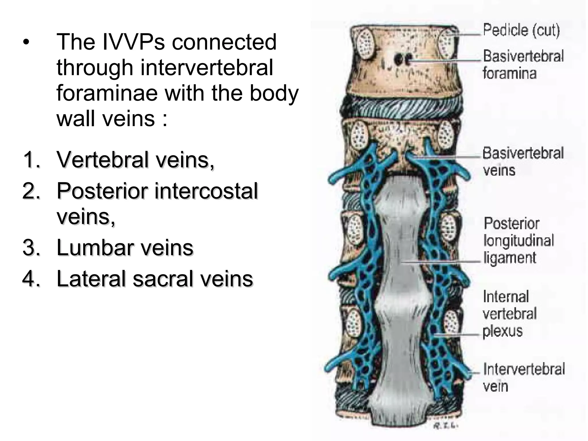 Spinal Cord And Vertebral Canal | PPT