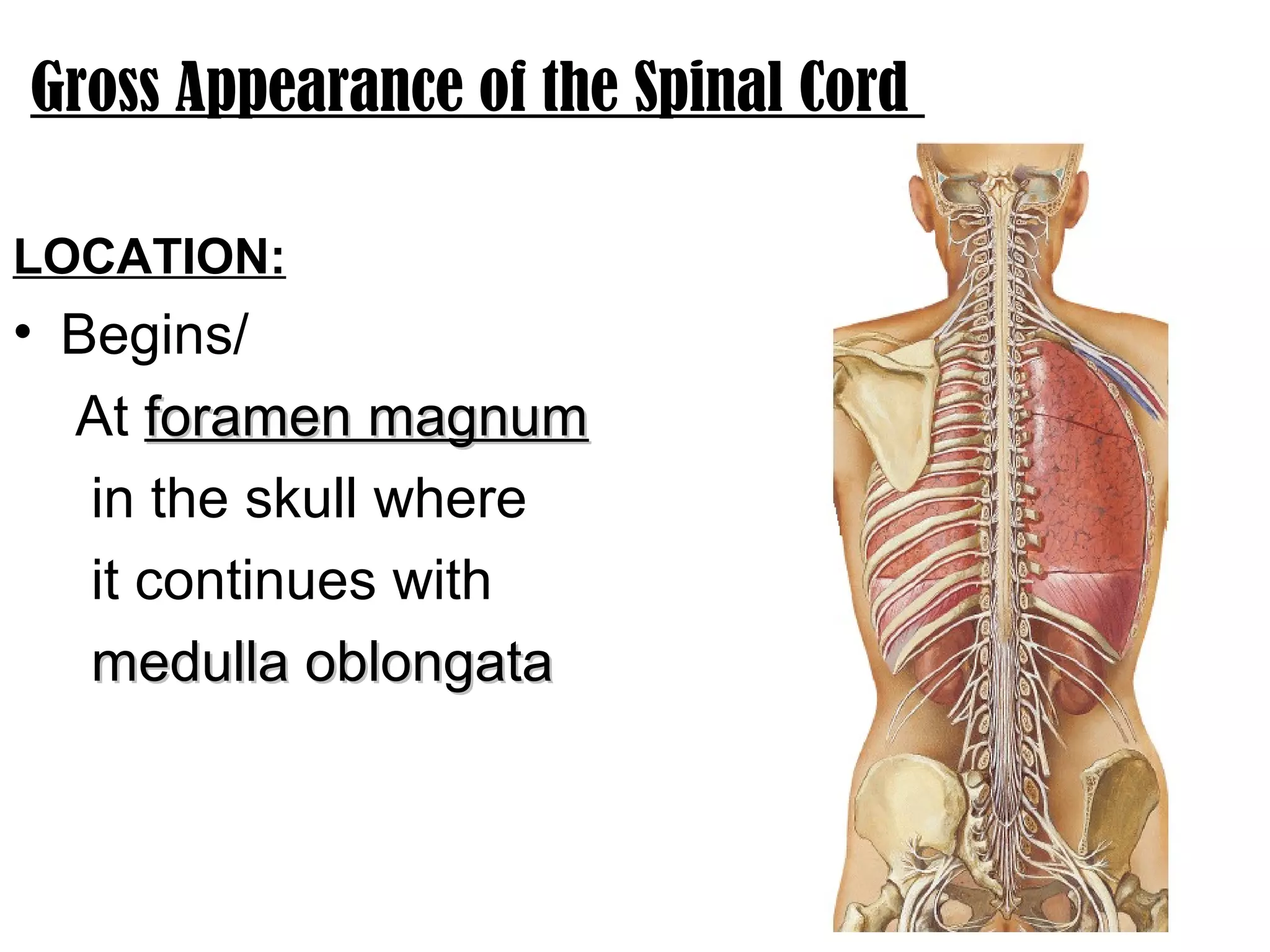 Spinal Cord And Vertebral Canal | PPT