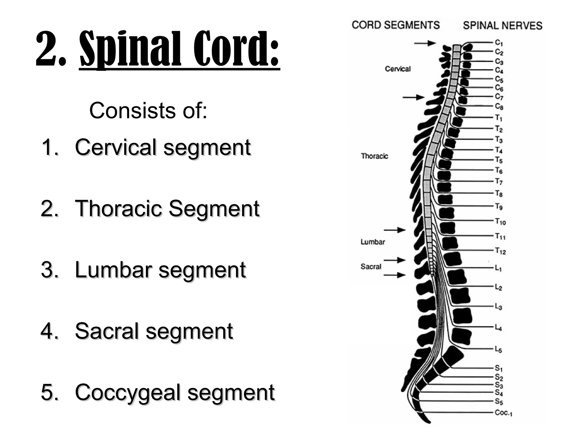 Spinal Cord And Vertebral Canal | PPT