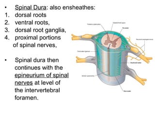 Spinal Cord And Vertebral Canal | PPT