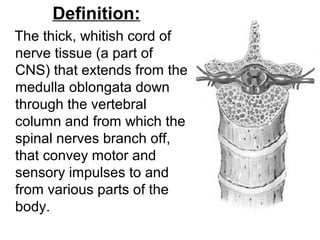 Spinal Cord And Vertebral Canal | PPT