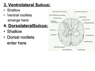 Spinal Cord And Vertebral Canal | PPT