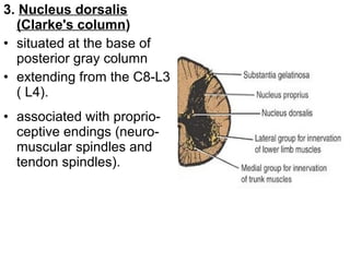 Spinal Cord And Vertebral Canal | PPT
