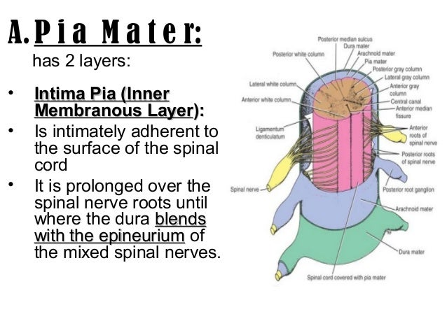 Spinal Cord And Vertebral Canal